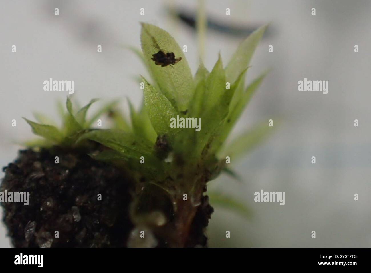 common bladder moss (Physcomitrium pyriforme) Plantae Stock Photo - Alamy