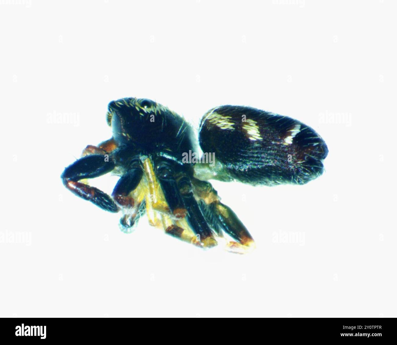 Golden Jumping Spider (Paraphidippus aurantius) Arachnida Stock Photo ...