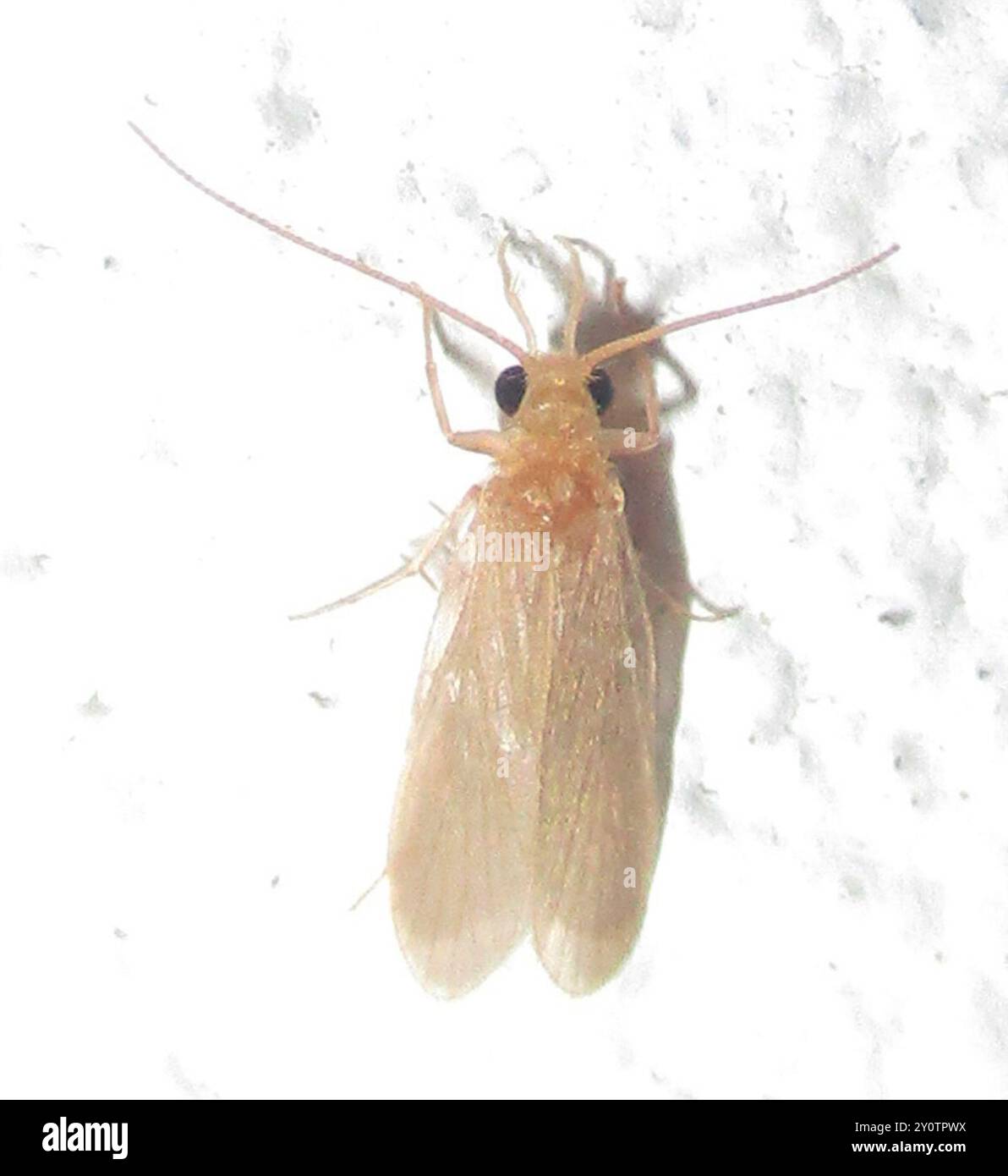 Little Black Caddisflies (Chimarra) Insecta Stock Photo - Alamy