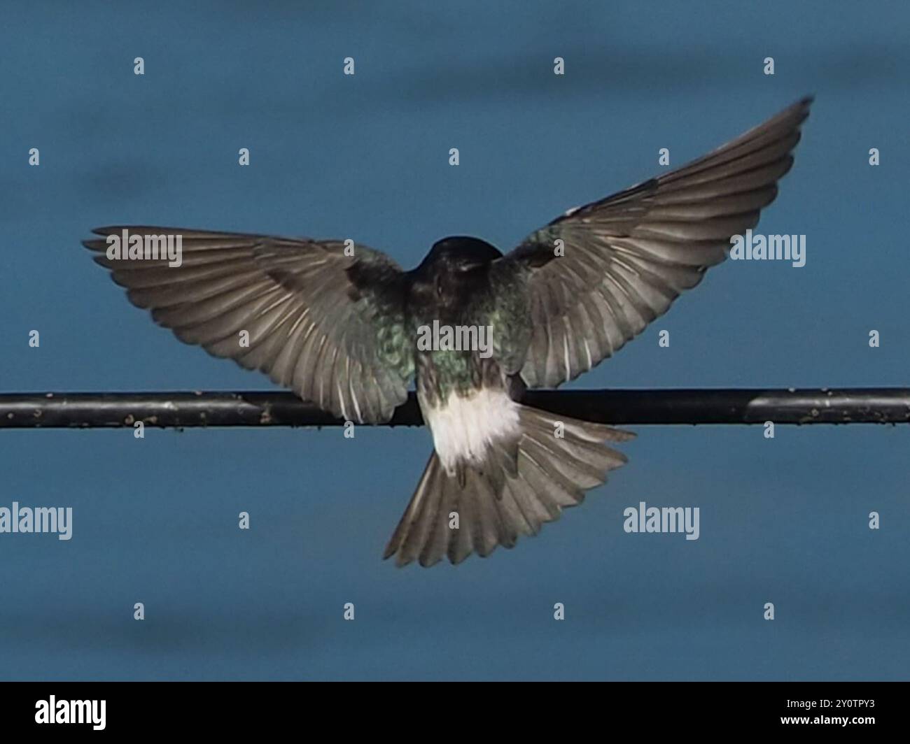 Mangrove Swallow (Tachycineta albilinea) Aves Stock Photo - Alamy