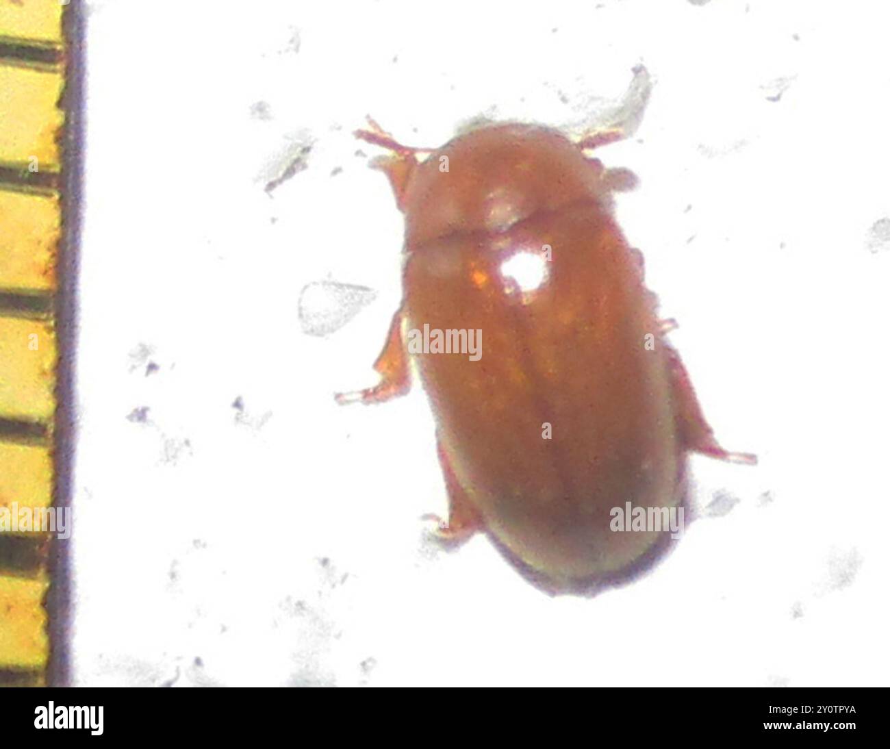 Pleasing Fungus Beetles (Erotylidae) Insecta Stock Photo - Alamy