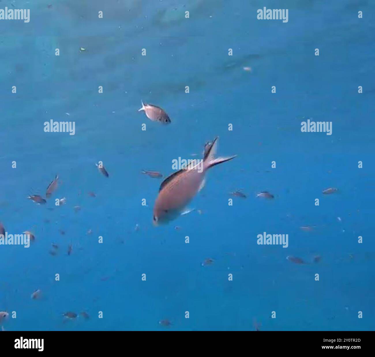 Brown Chromis (Azurina multilineata) Actinopterygii Stock Photo - Alamy