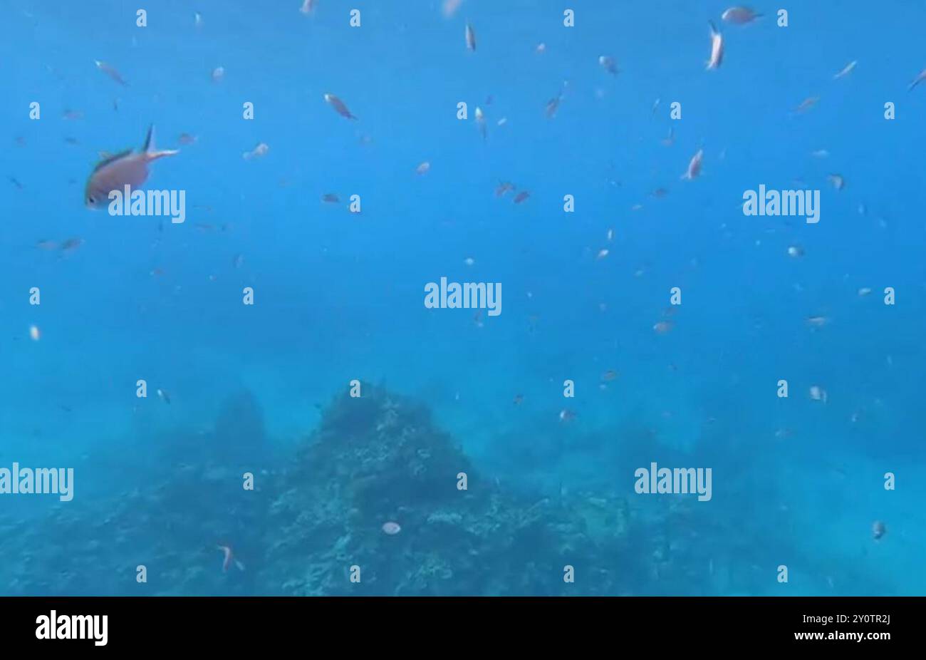 Brown Chromis (Azurina multilineata) Actinopterygii Stock Photo - Alamy