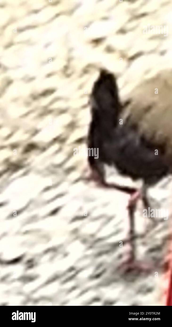 Slaty-breasted Wood-Rail (Aramides saracura) Aves Stock Photo - Alamy