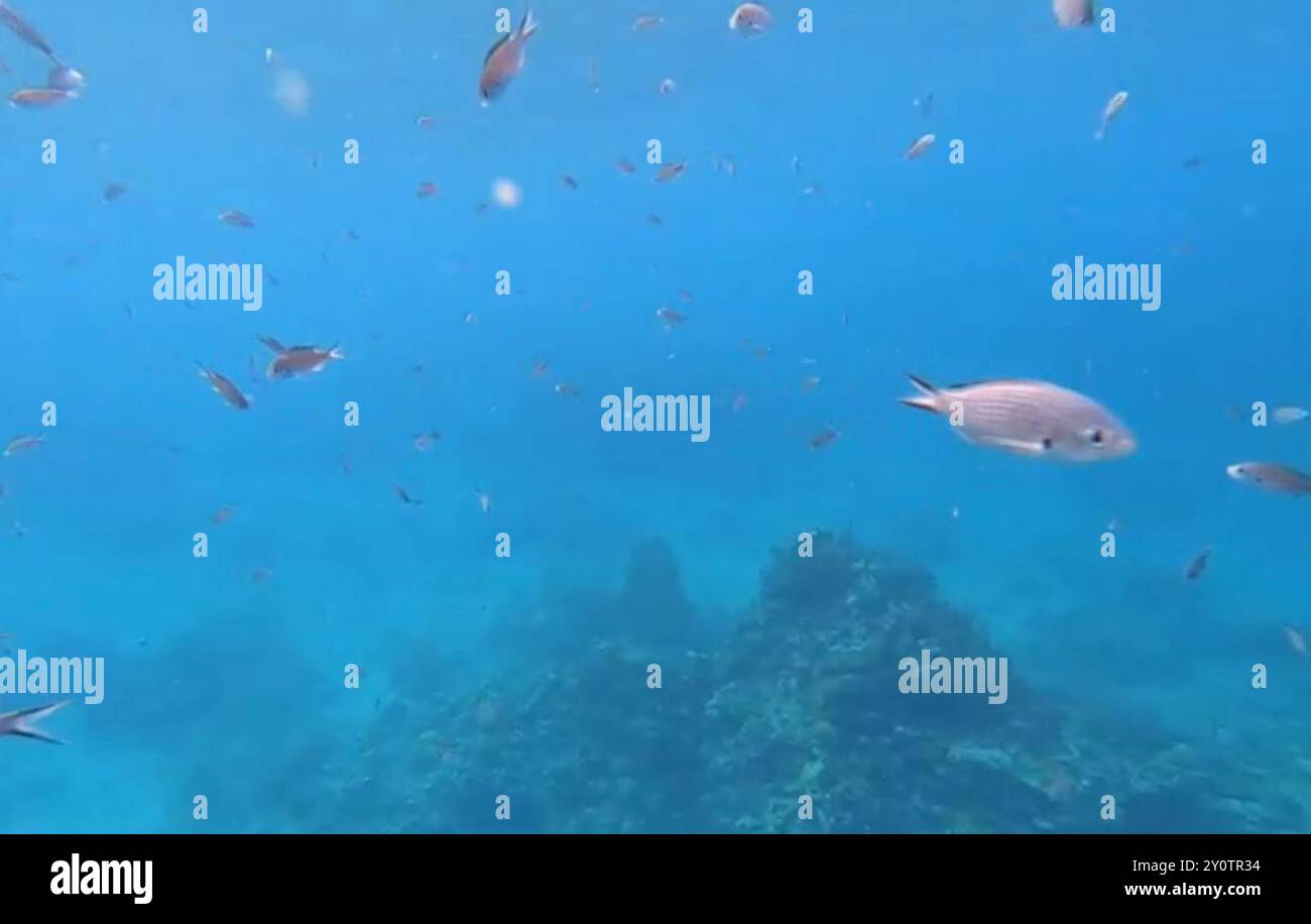 Brown Chromis (Azurina multilineata) Actinopterygii Stock Photo - Alamy