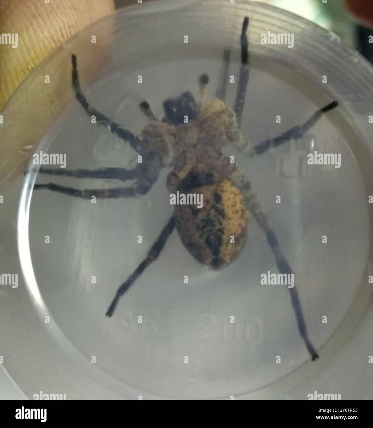 Mediterranean Spiny False Wolf Spider (Zoropsis spinimana) Arachnida ...