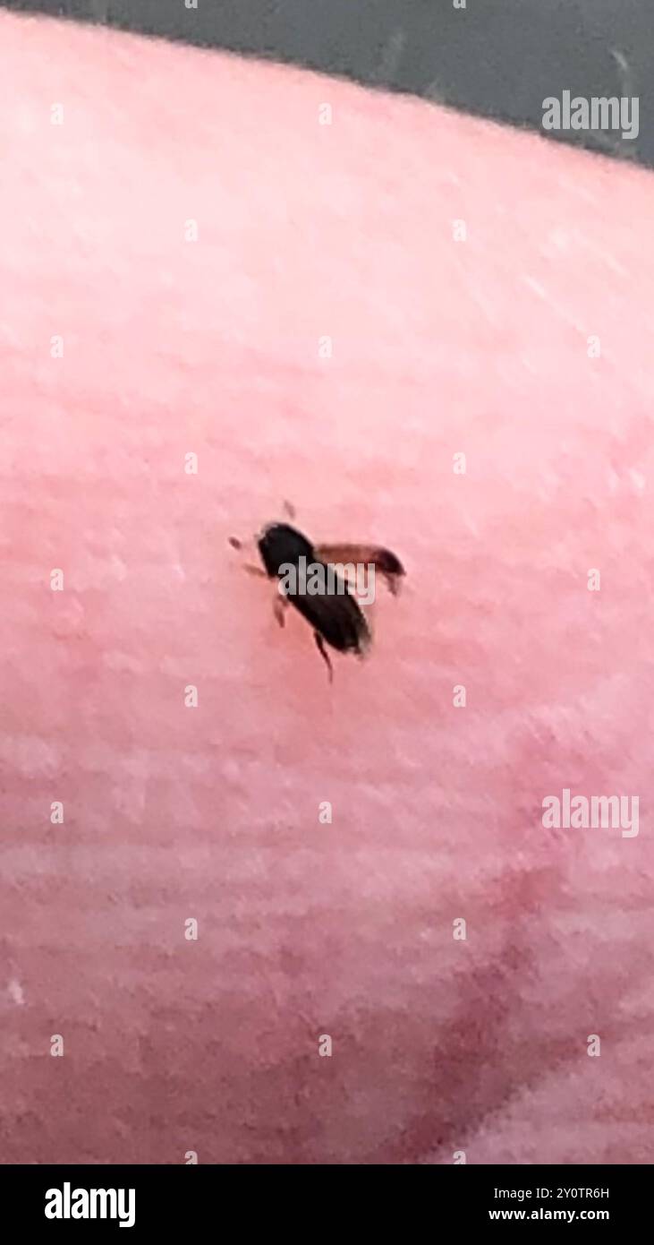 Cucujiform beetles hi-res stock photography and images - Alamy