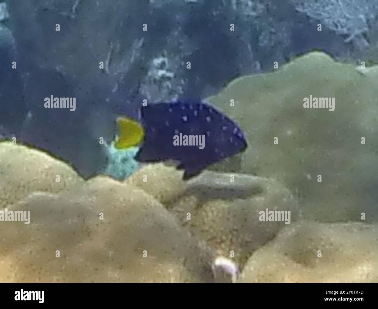 Yellowtail Damselfish (Microspathodon chrysurus) Actinopterygii Stock ...