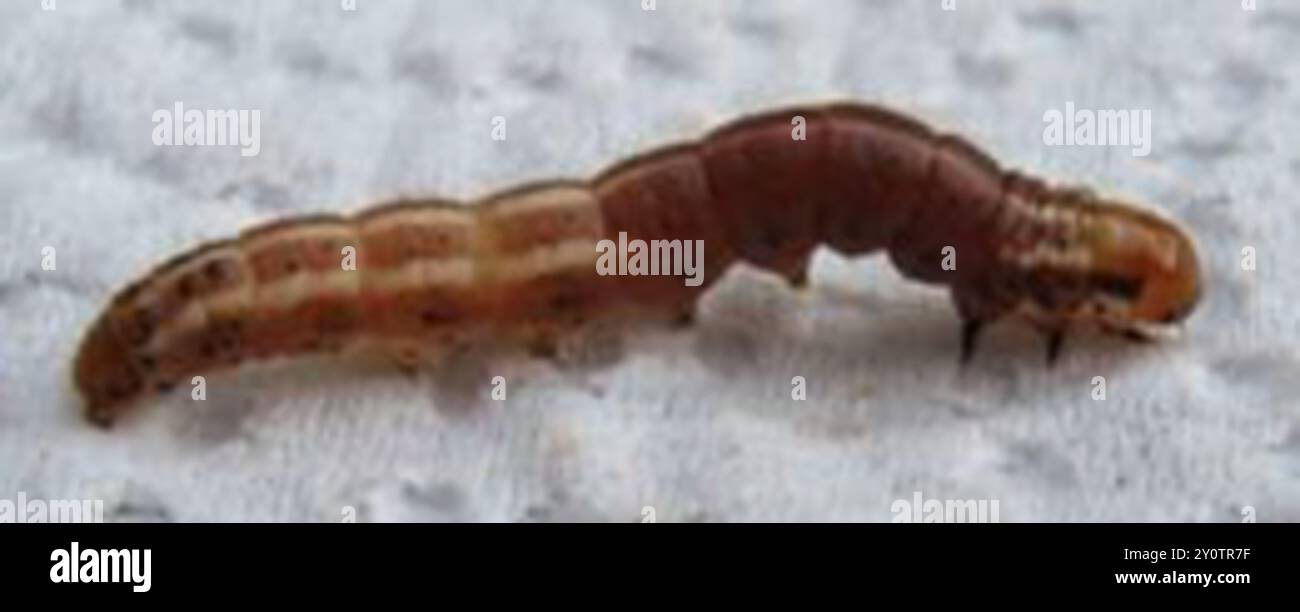 Indigo Stem Borer Moth (Papaipema baptisiae) Insecta Stock Photo - Alamy