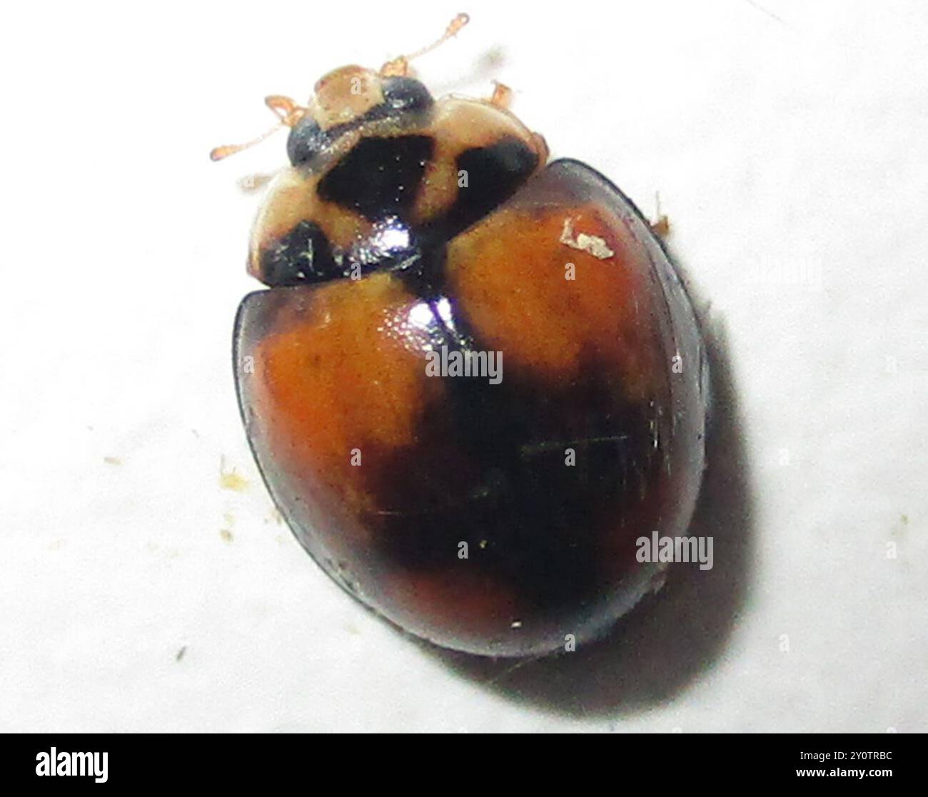Lady Beetles (Coccinellidae) Insecta Stock Photo - Alamy