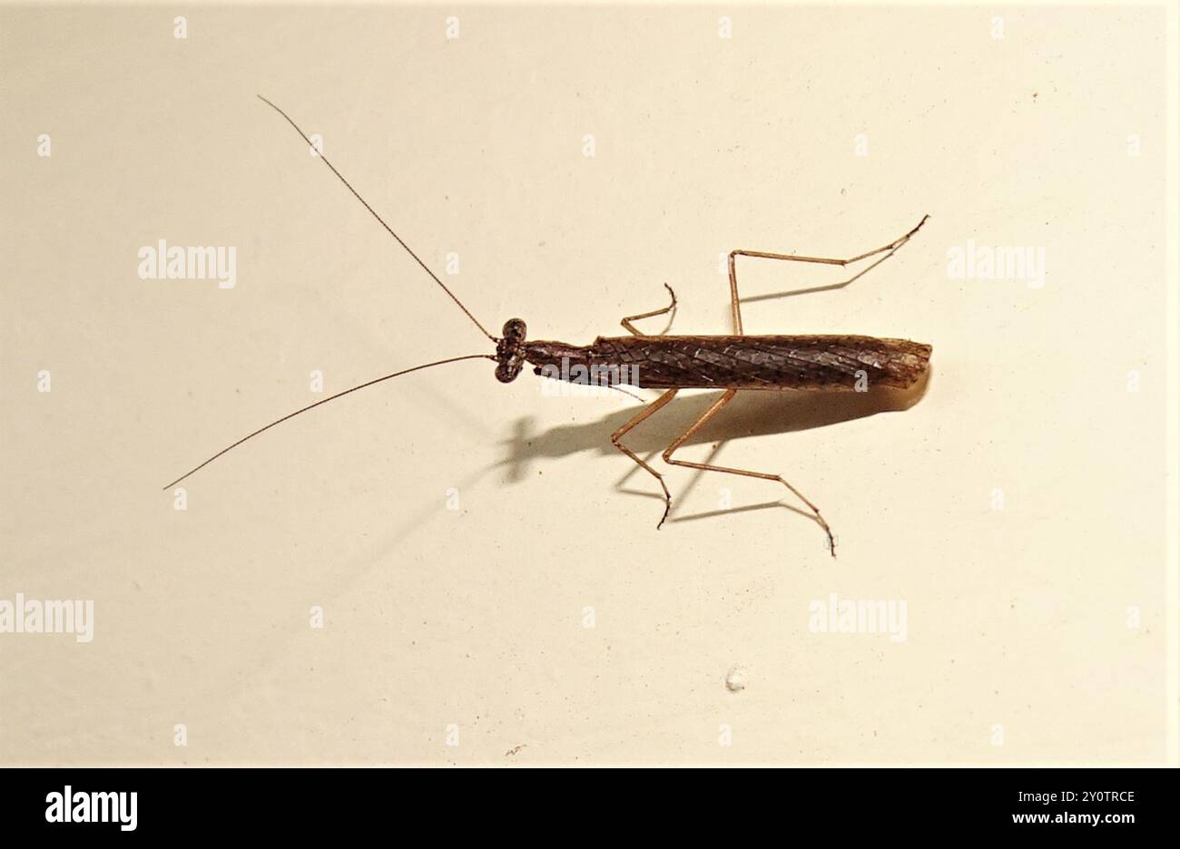 Pygmy Ground Mantises (Bolbe) Insecta Stock Photo - Alamy