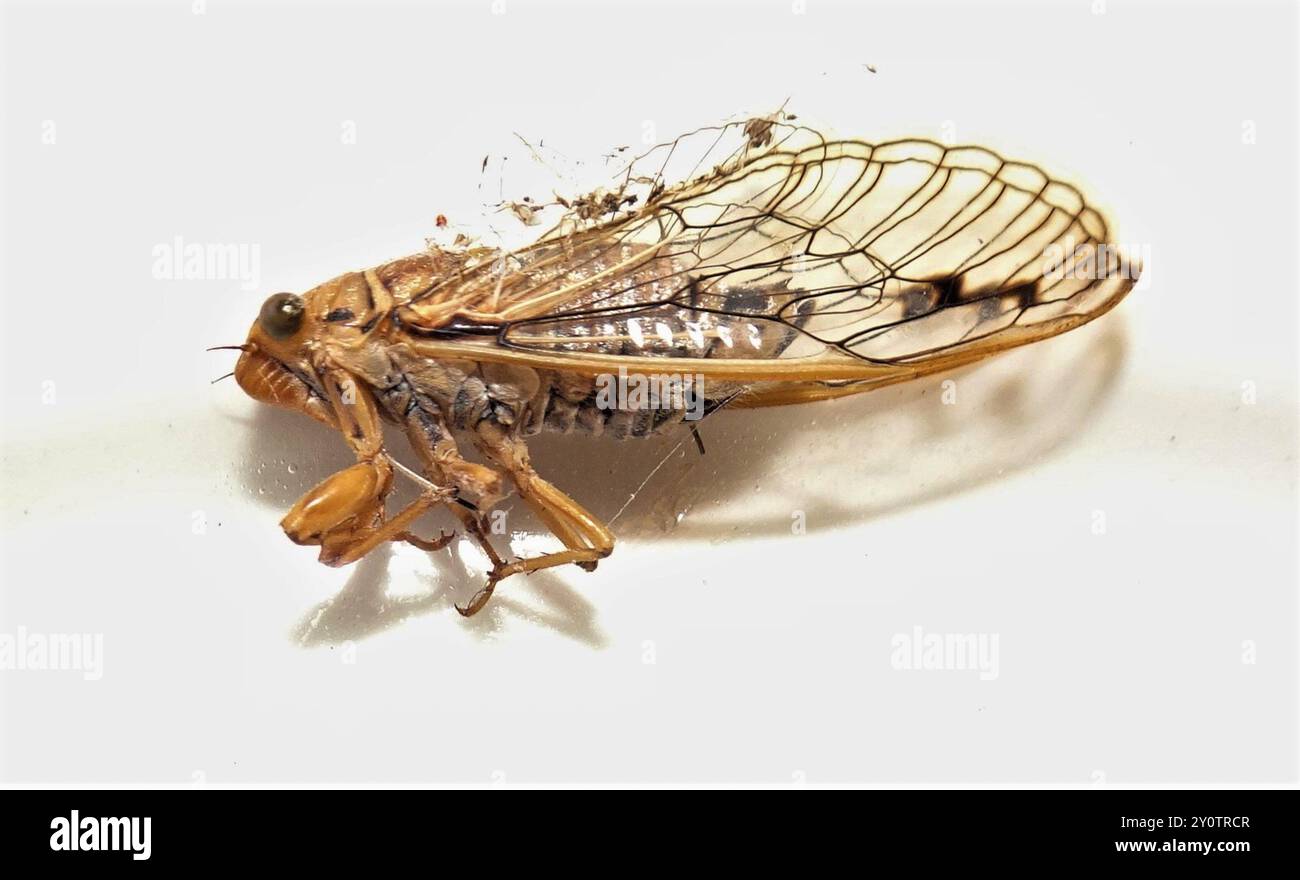 Yellow Sugarcane Cicada (Parnkalla muelleri) Insecta Stock Photo - Alamy
