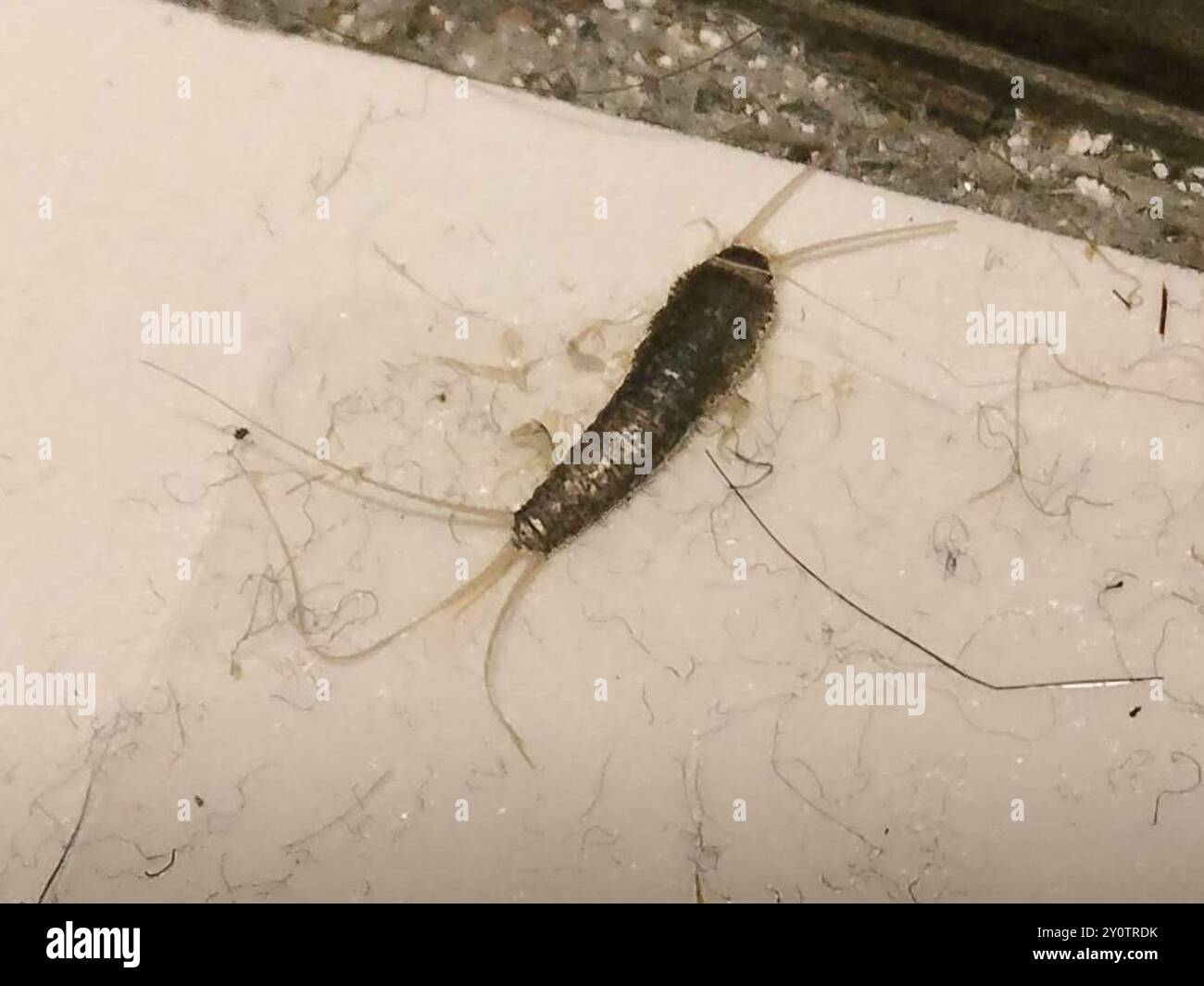 Long-tailed Silverfish (Ctenolepisma longicaudatum) Insecta Stock Photo ...