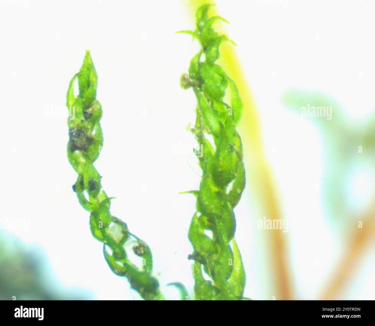 tangled thread moss (Hygroamblystegium varium) Plantae Stock Photo - Alamy