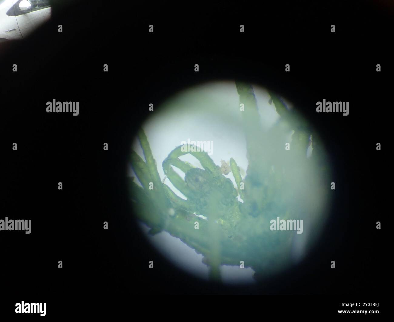 muskgrass (Chara) Plantae Stock Photo - Alamy