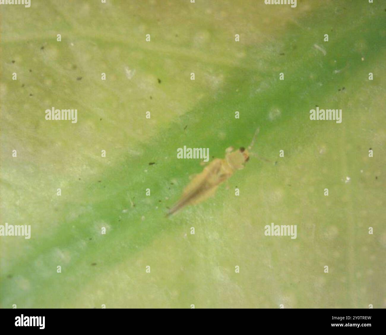 Chilli Thrips (Scirtothrips dorsalis) Insecta Stock Photo - Alamy