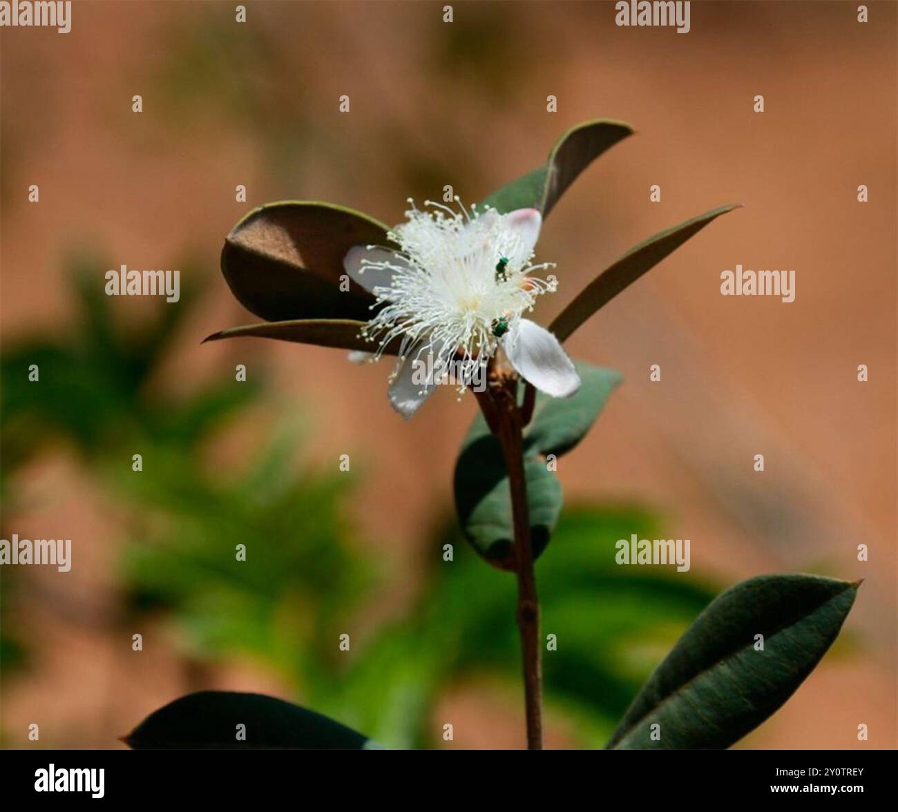 Common guava (Psidium guajava) Plantae Stock Photo - Alamy