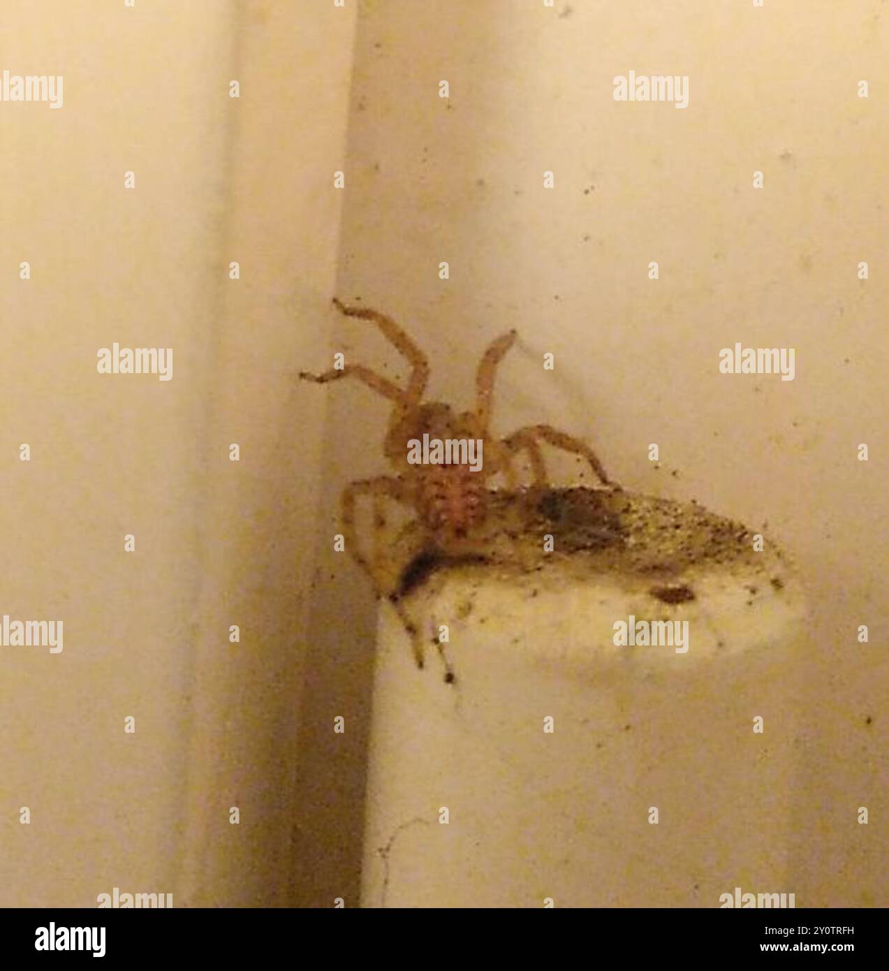 Mediterranean Spiny False Wolf Spider (Zoropsis spinimana) Arachnida ...