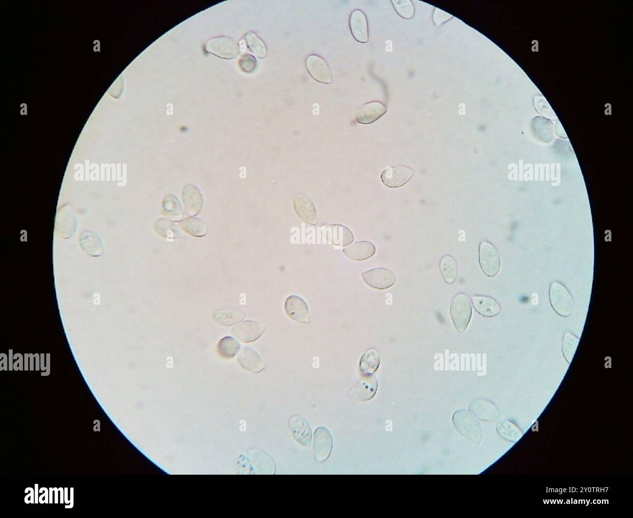 Cylindrobasidium hi-res stock photography and images - Alamy