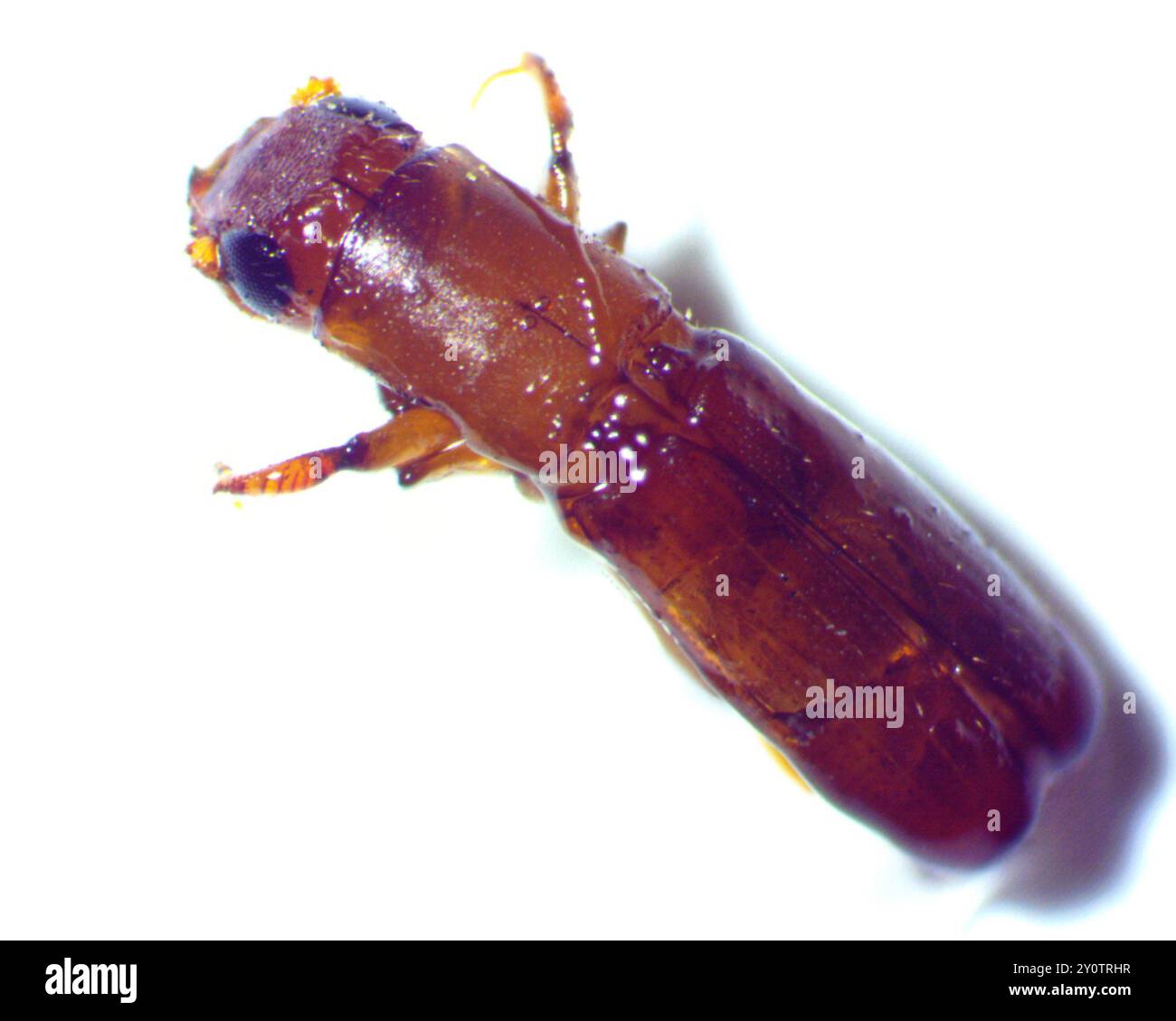 (Euplatypus compositus) Insecta Stock Photo - Alamy