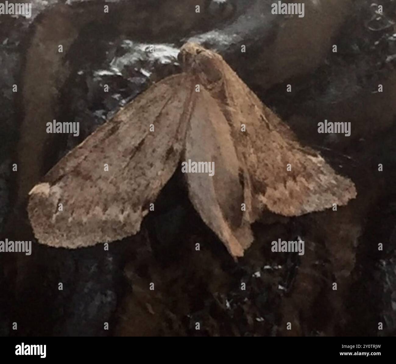 Fall Cankerworm Moth (Alsophila pometaria) Insecta Stock Photo - Alamy