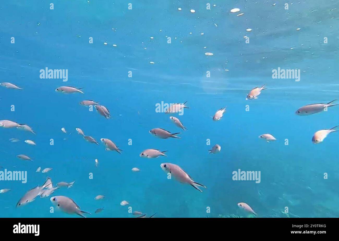 Brown Chromis (Azurina multilineata) Actinopterygii Stock Photo - Alamy