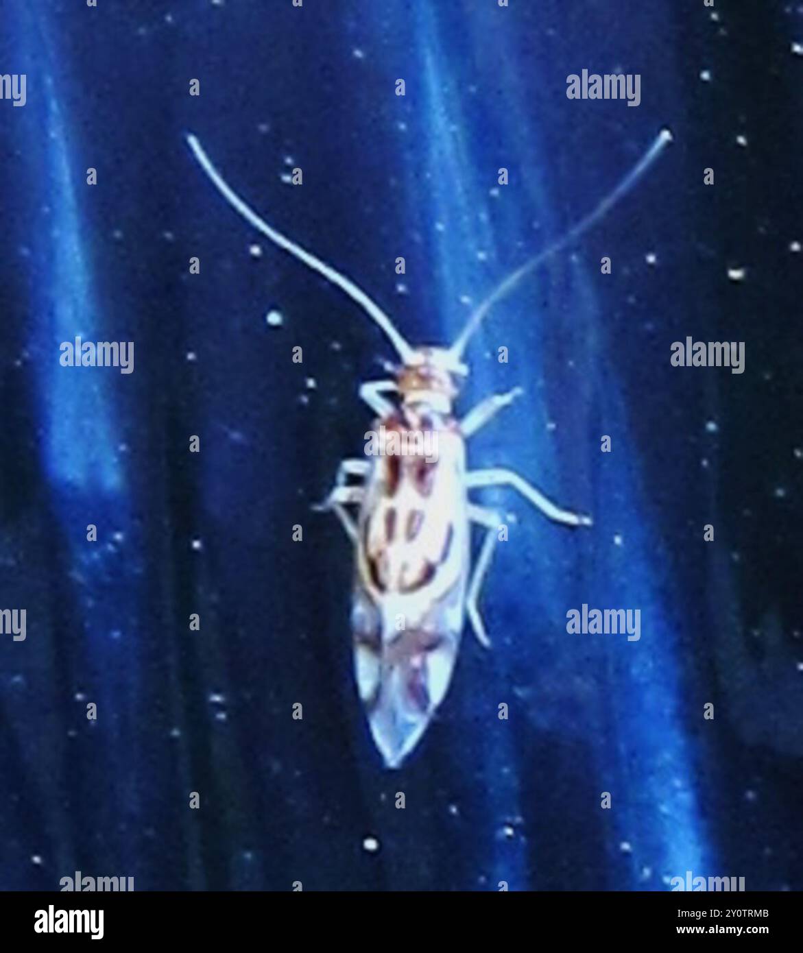 F-winged Barklouse (Graphopsocus cruciatus) Insecta Stock Photo - Alamy