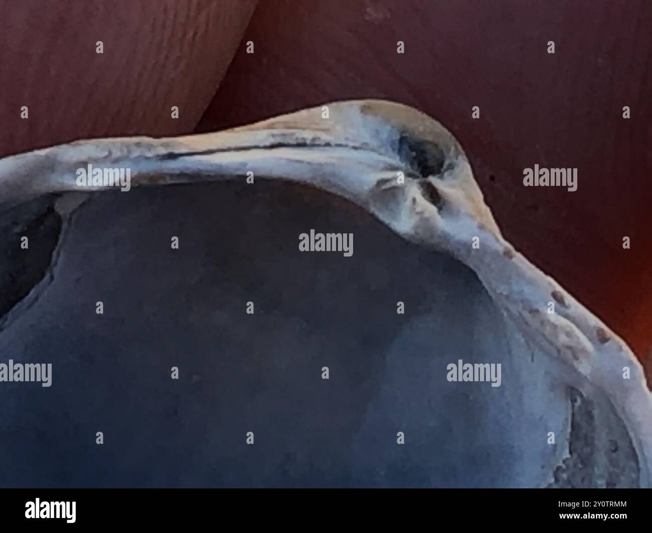 Nuttall's Cockle (Clinocardium nuttallii) Mollusca Stock Photo - Alamy