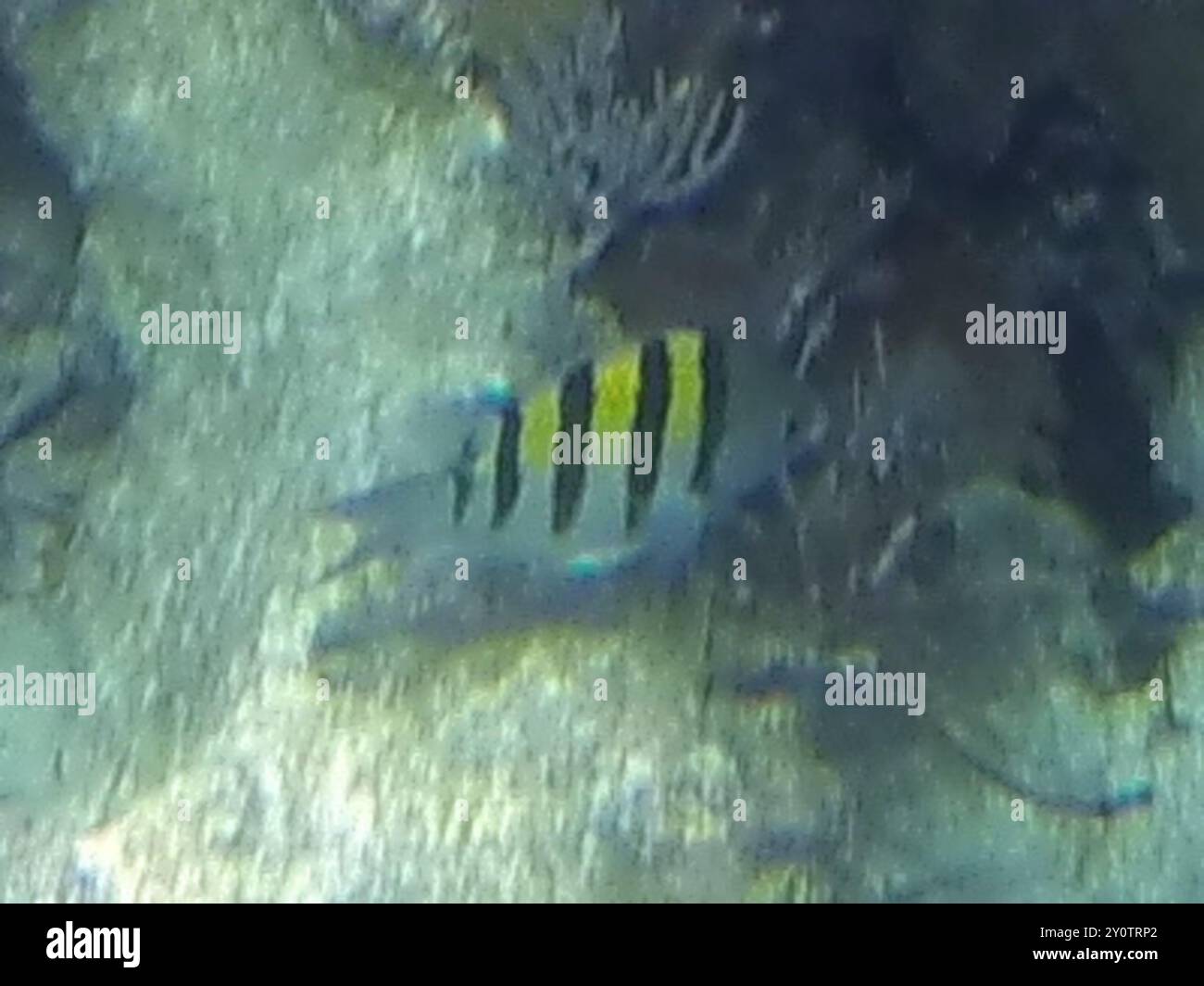 Atlantic Sergeant Major (Abudefduf saxatilis) Actinopterygii Stock ...