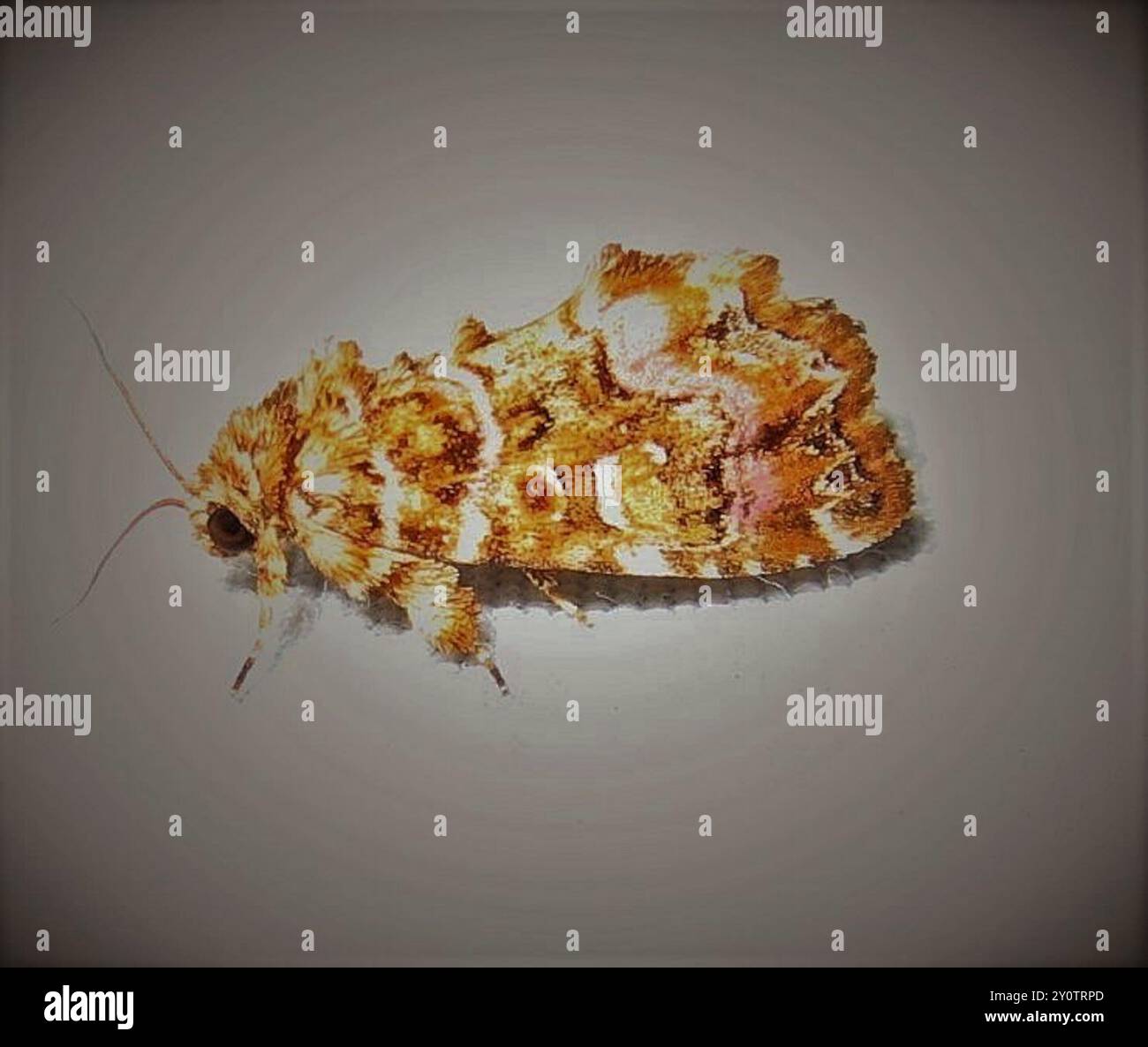 Pink-shaded Fern Moth (Callopistria mollissima) Insecta Stock Photo - Alamy