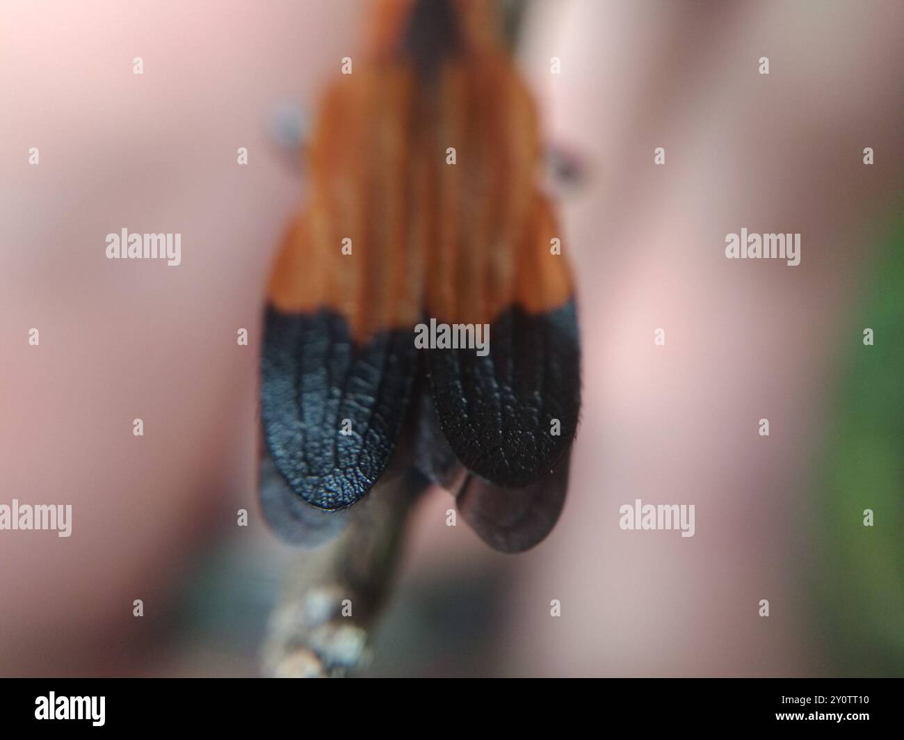 Netwing Beetles (Lycus) Insecta Stock Photo - Alamy