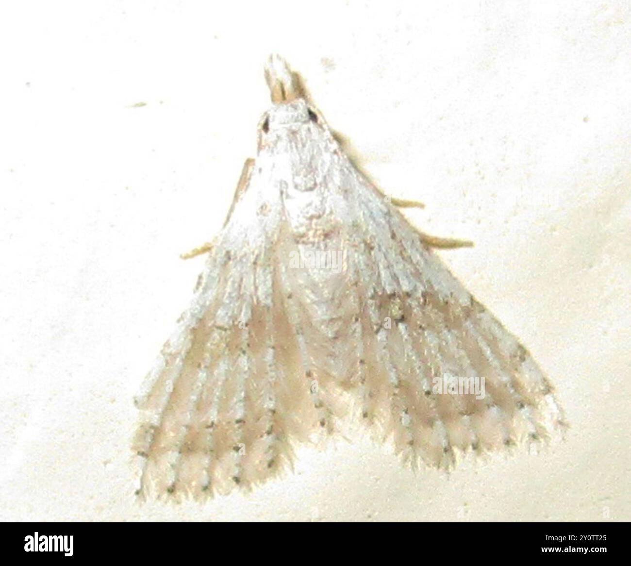 Many-plumed Moths (Alucitidae) Insecta Stock Photo - Alamy