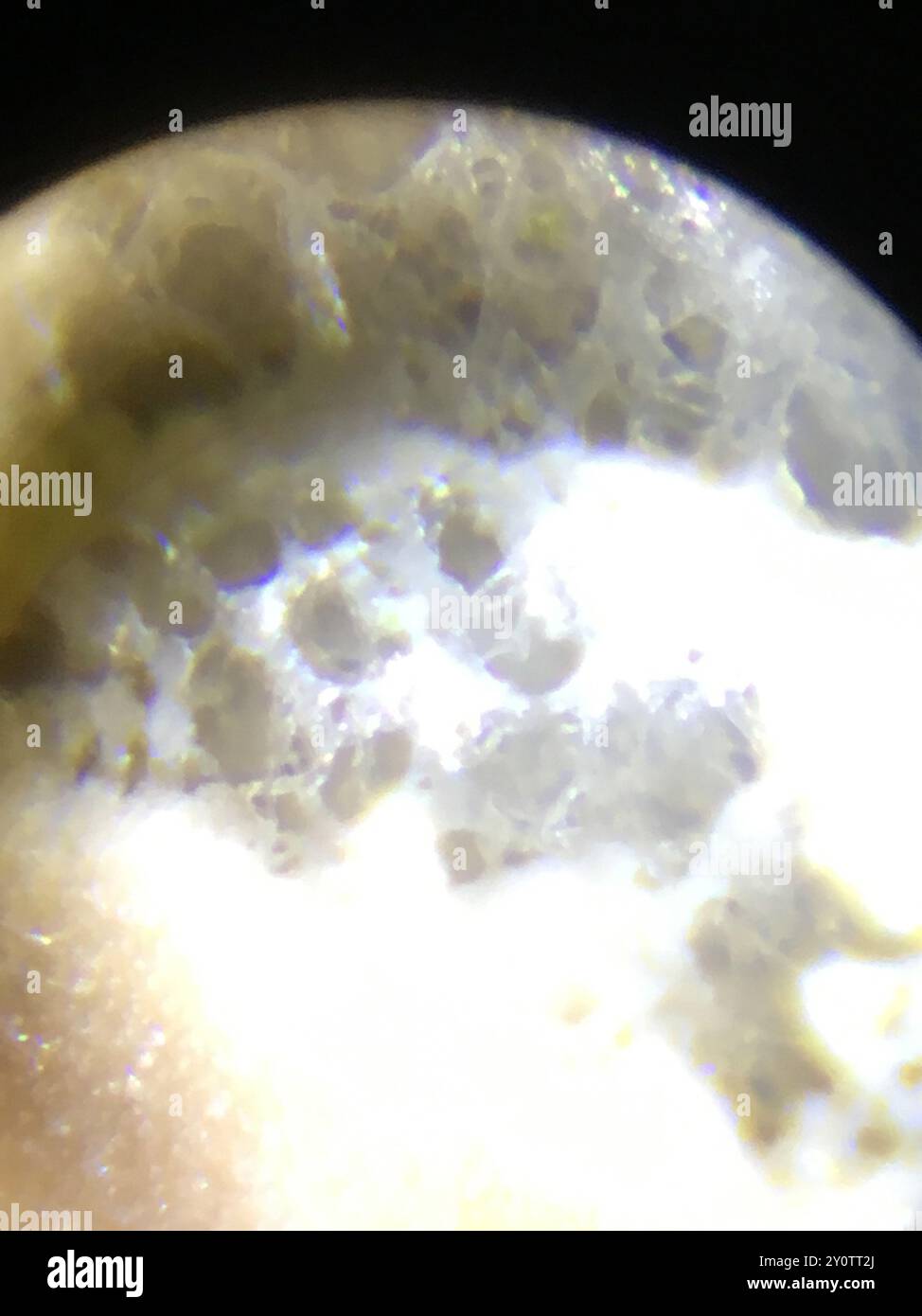 Milk-white Toothed Polypore (Irpex lacteus) Fungi Stock Photo - Alamy