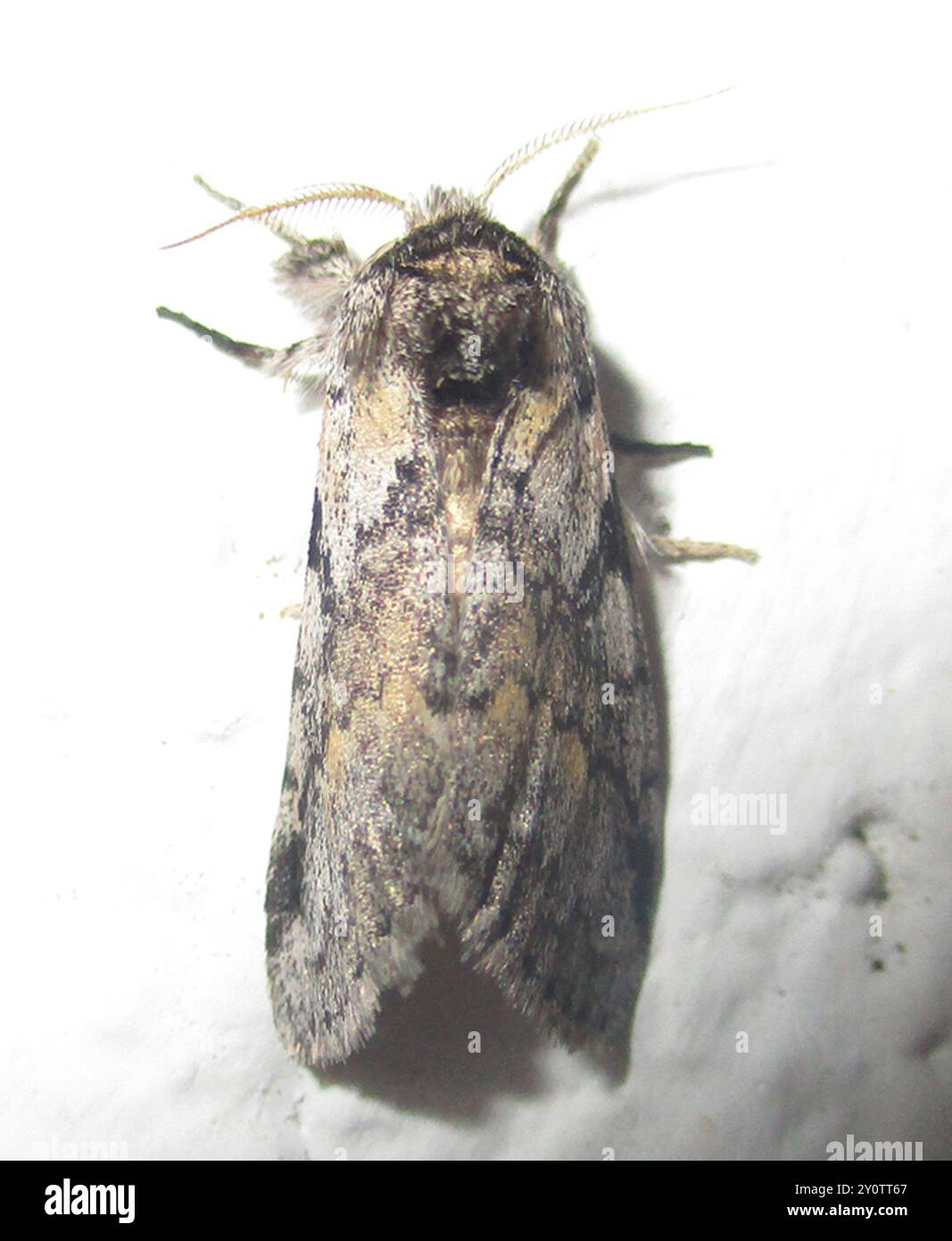 (Leptolepida varians) Insecta Stock Photo - Alamy