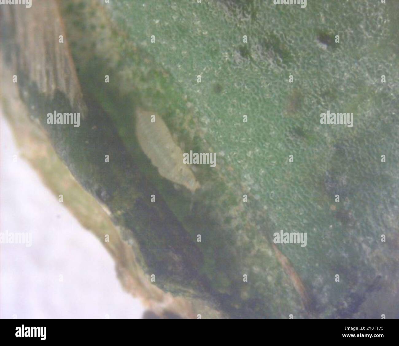 Common Thrips (Thripidae) Insecta Stock Photo - Alamy