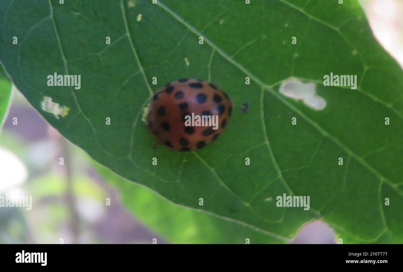 Hadda Beetle (Henosepilachna vigintioctopunctata) Insecta Stock Photo ...
