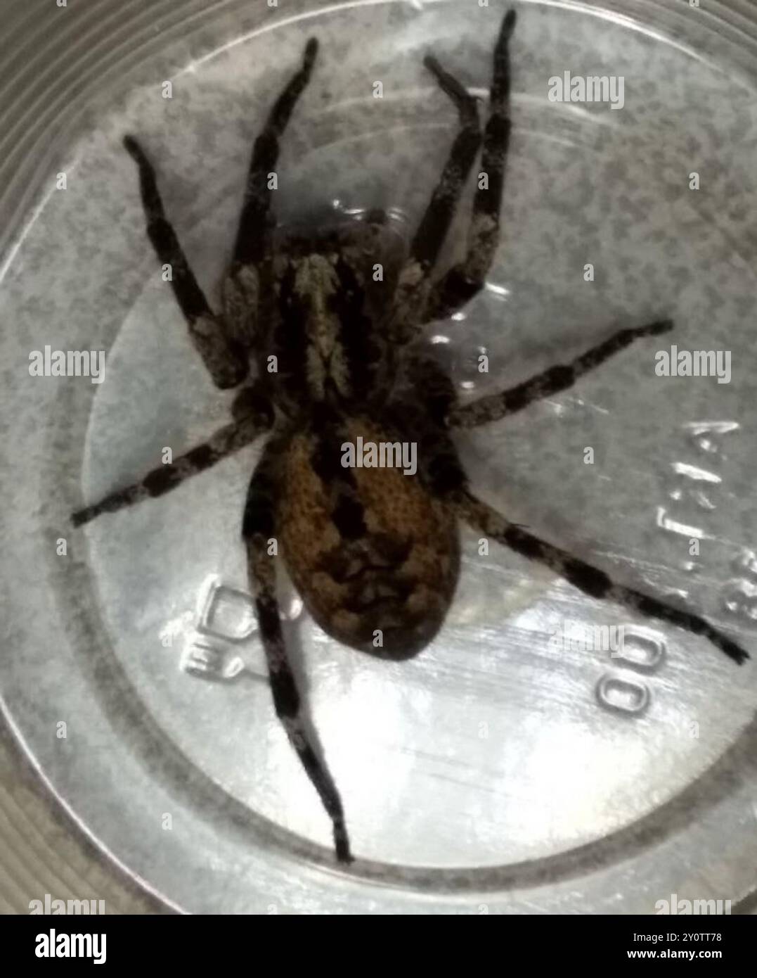 Mediterranean Spiny False Wolf Spider (Zoropsis spinimana) Arachnida ...