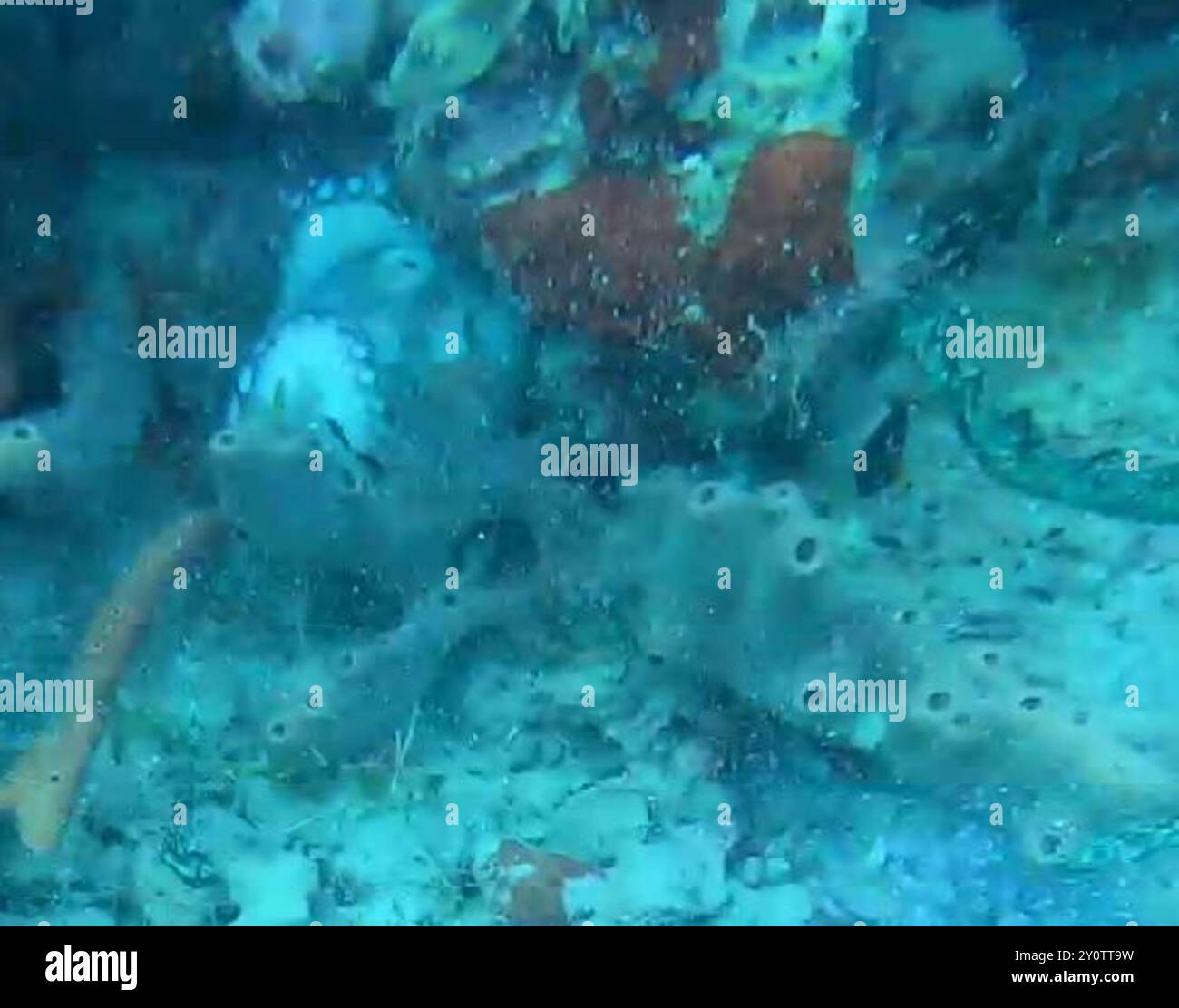 Brazilian Reef Octopus (Octopus insularis) Mollusca Stock Photo - Alamy