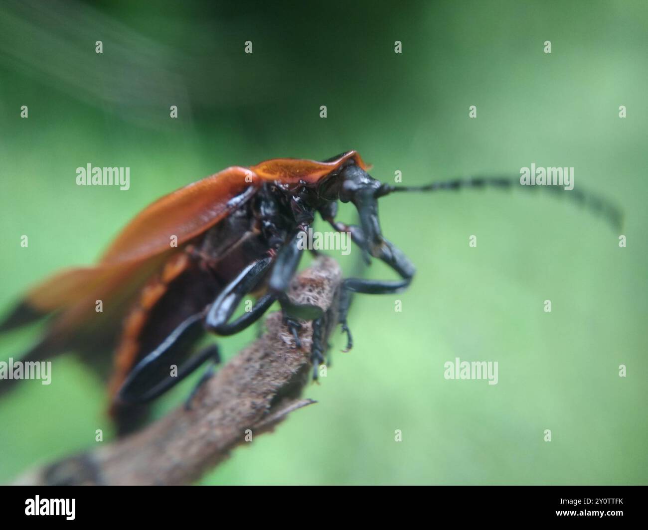 Netwing Beetles (Lycus) Insecta Stock Photo - Alamy