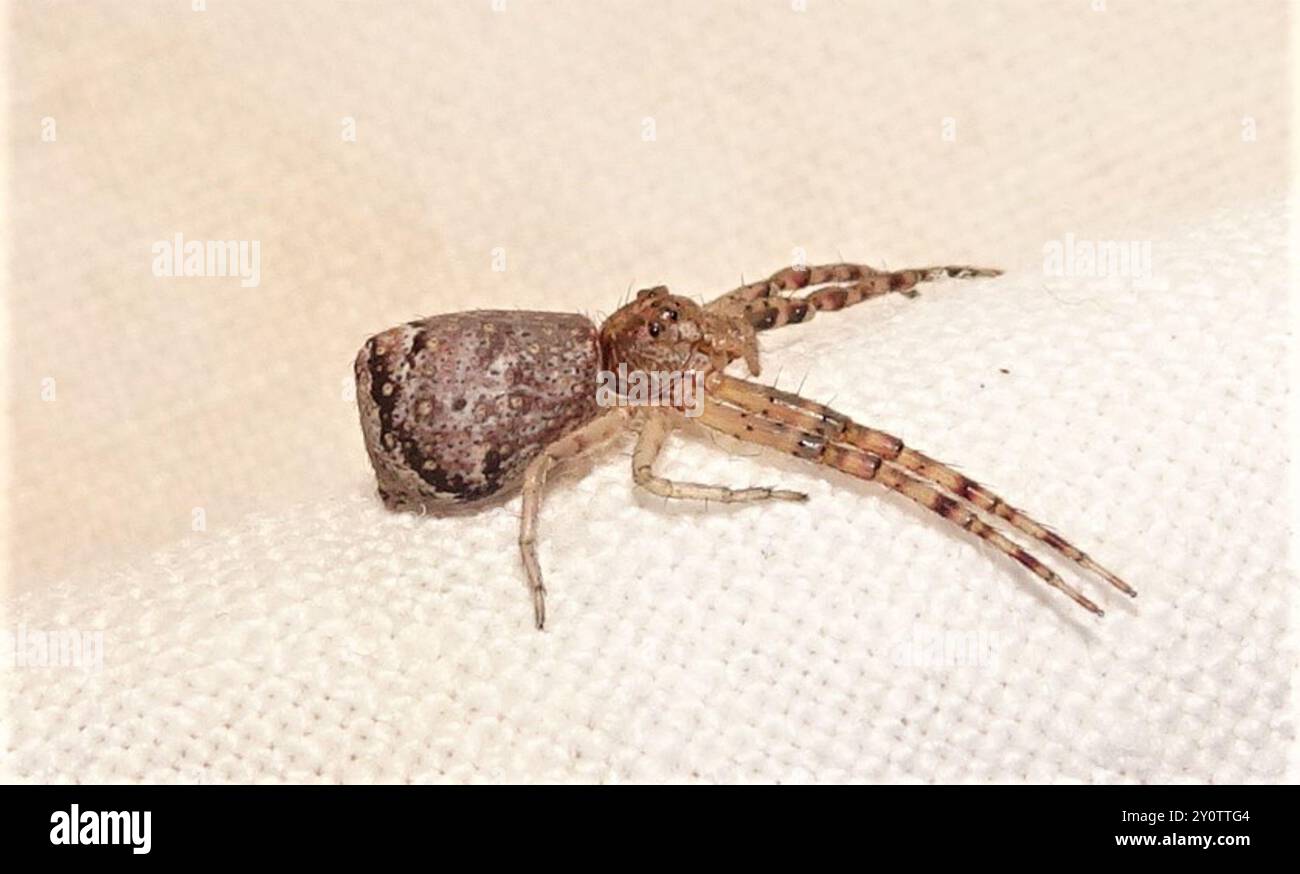 Octopus Spiders (Tmarus) Arachnida Stock Photo - Alamy