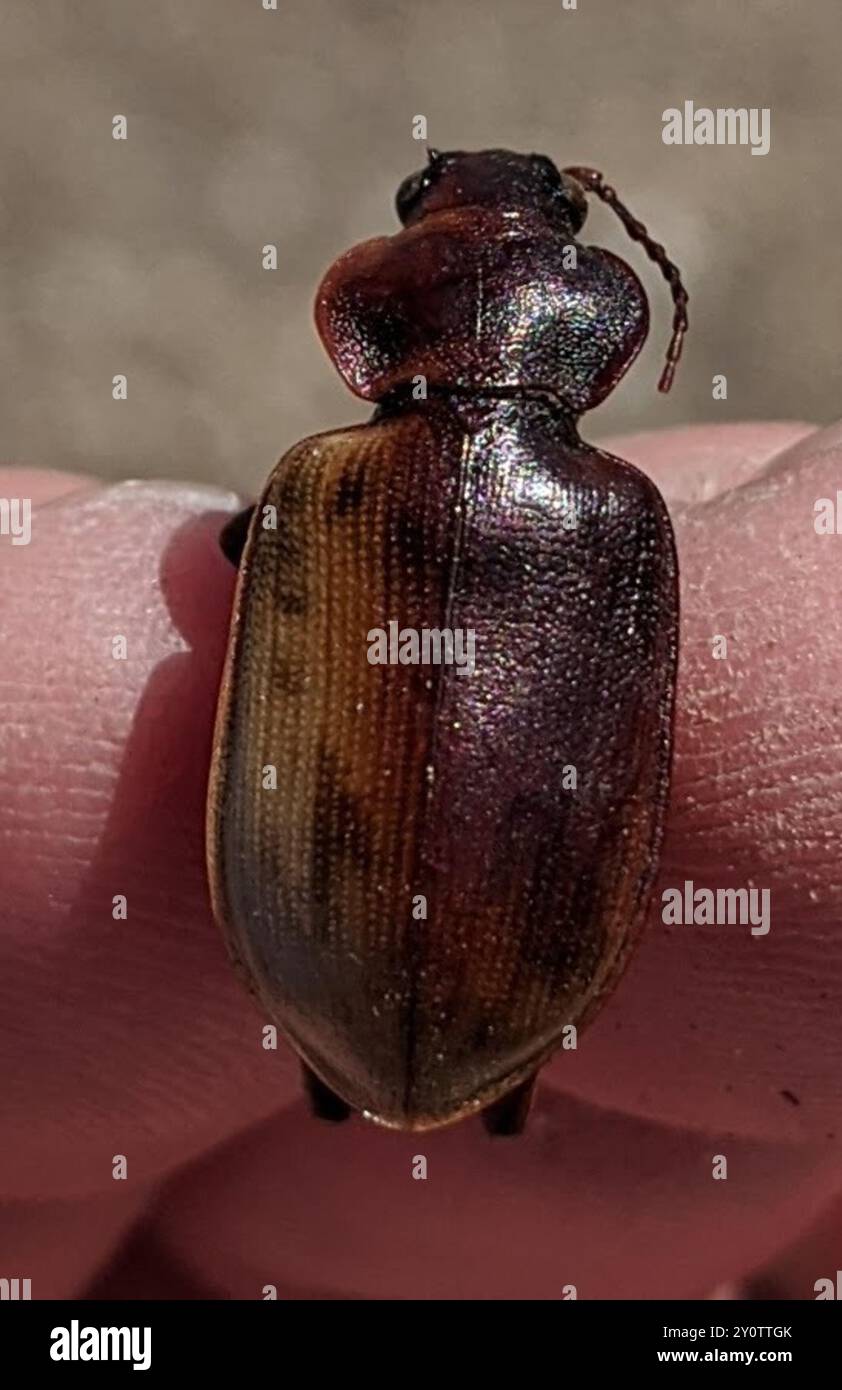 Caterpillar-hunter Beetles (Calosoma) Insecta Stock Photo - Alamy