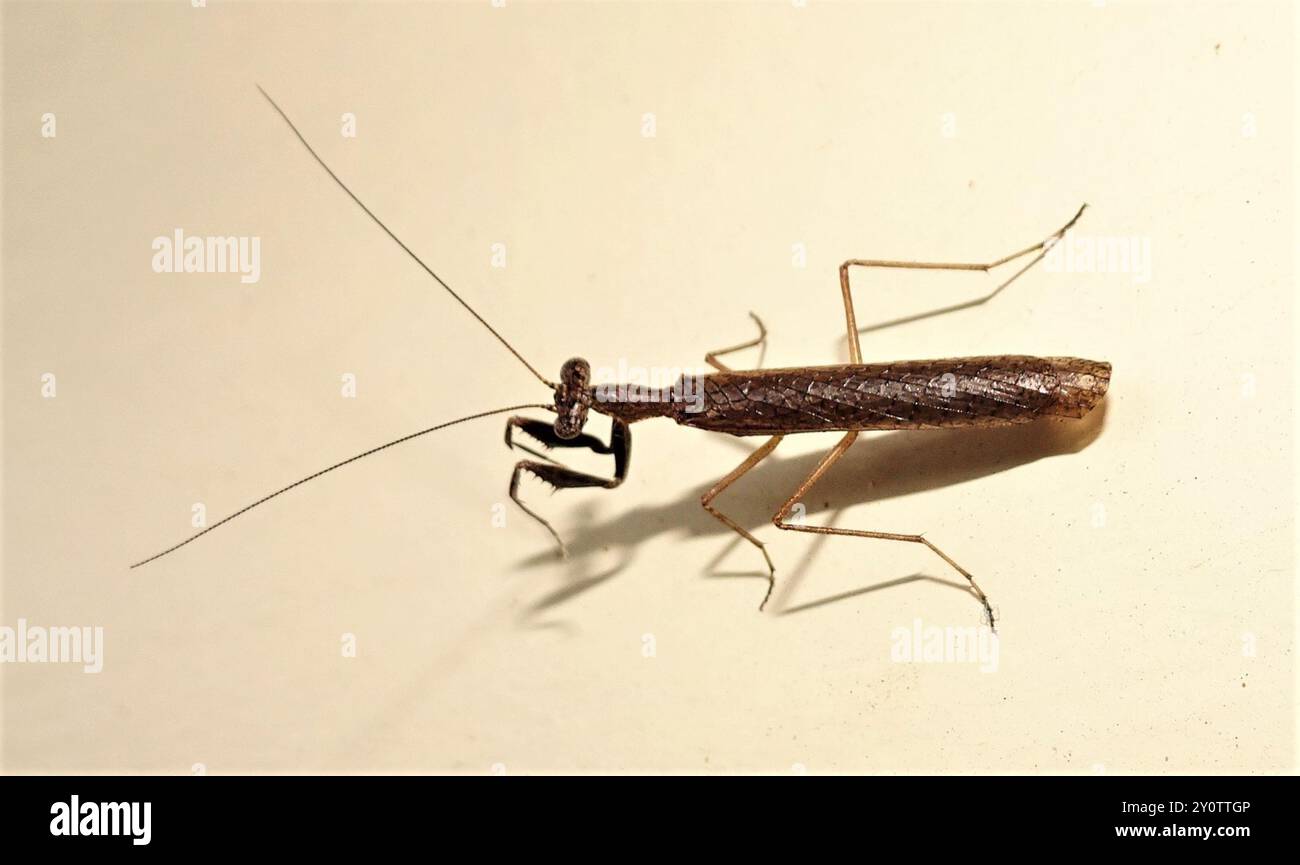 Ground mantises hi-res stock photography and images - Alamy