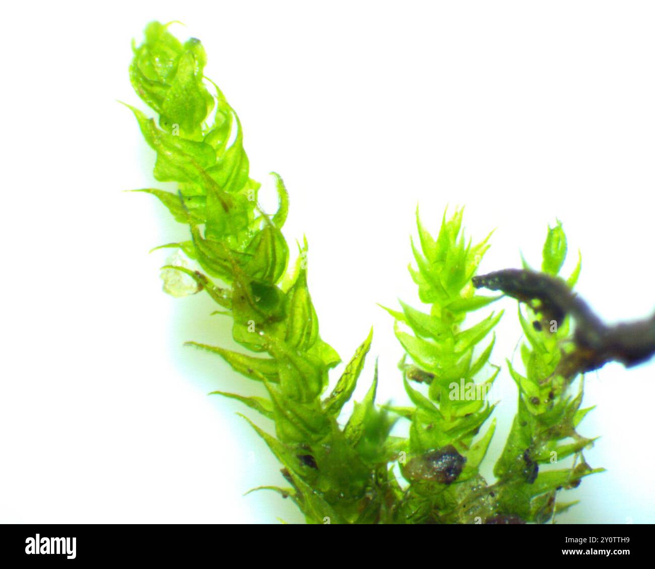 tangled thread moss (Hygroamblystegium varium) Plantae Stock Photo - Alamy
