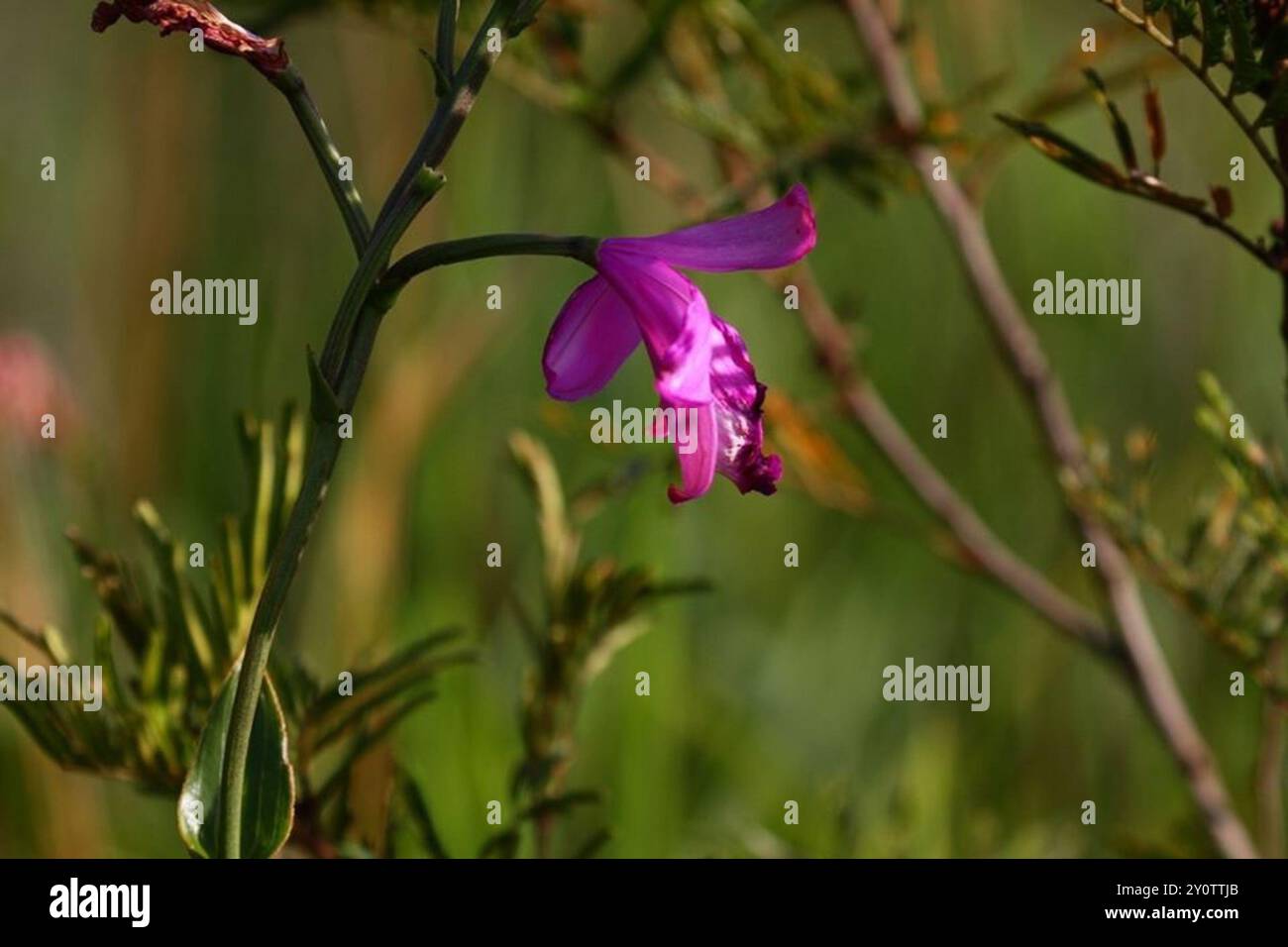 Epistephium hi-res stock photography and images - Alamy