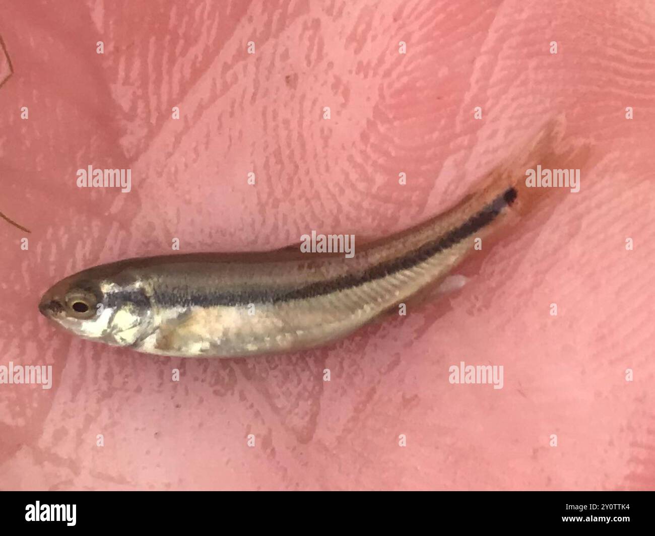 North American Minnows (Pogonichthyinae) Actinopterygii Stock Photo - Alamy