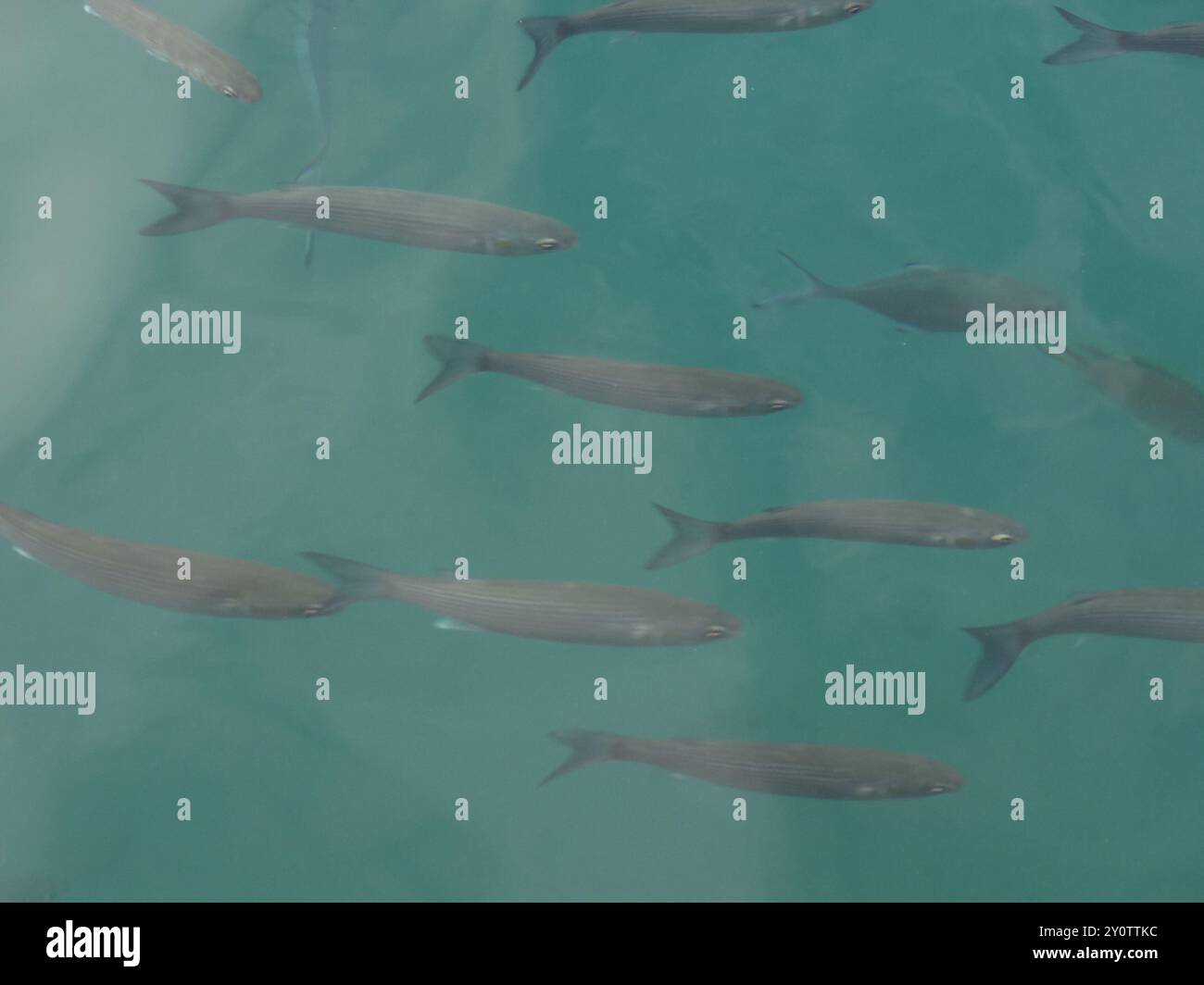 Mullets (Mugilidae) Actinopterygii Stock Photo - Alamy