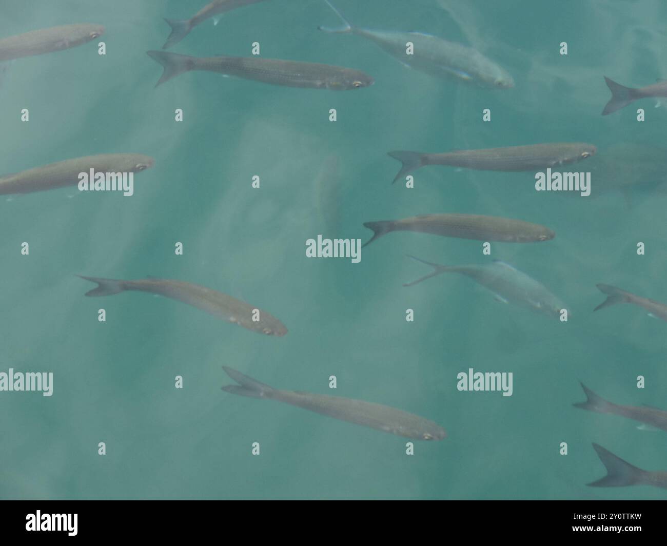 Pompano (Trachinotus ovatus) Actinopterygii Stock Photo - Alamy