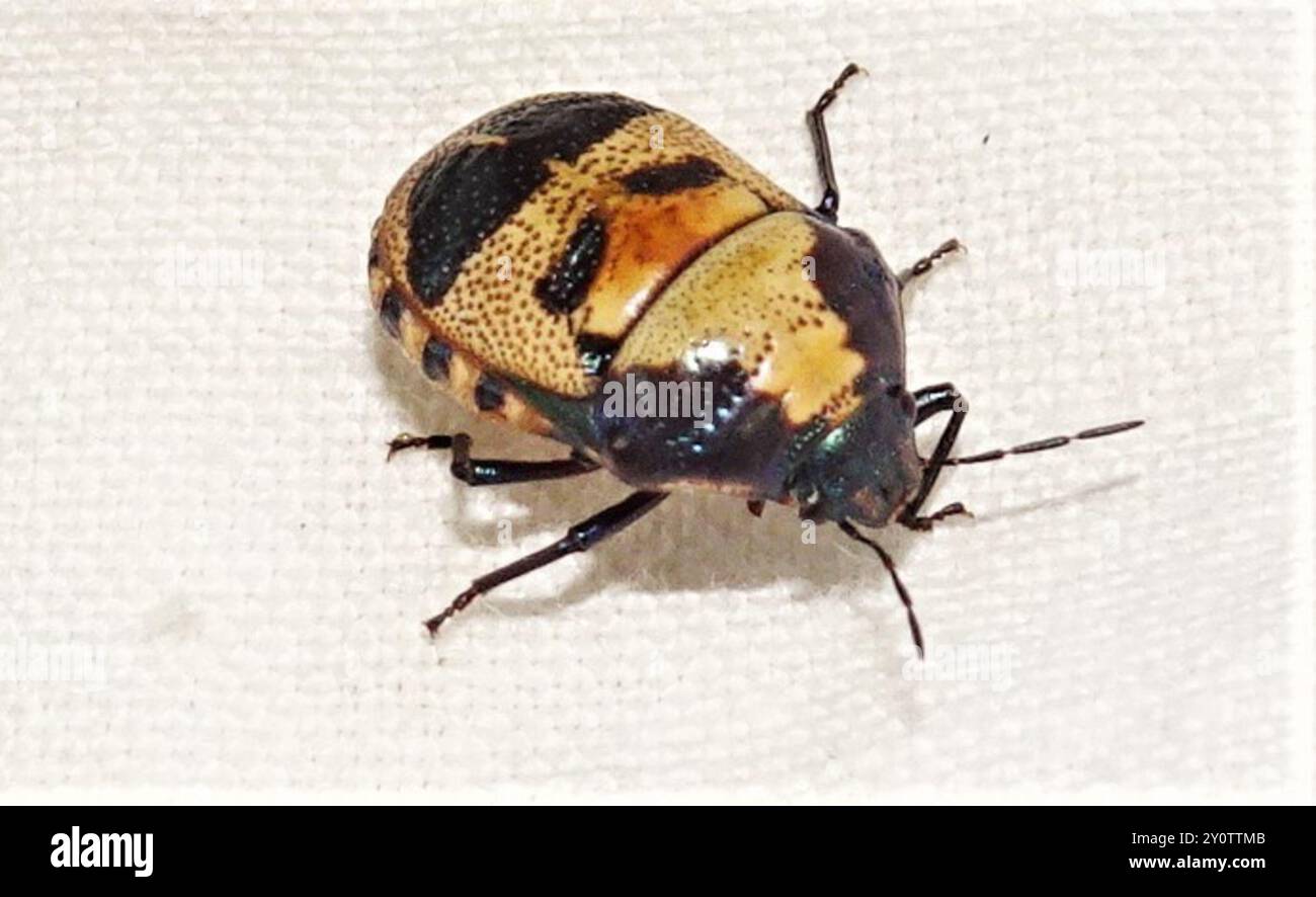 Red Jewel Bug (Choerocoris paganus) Insecta Stock Photo - Alamy