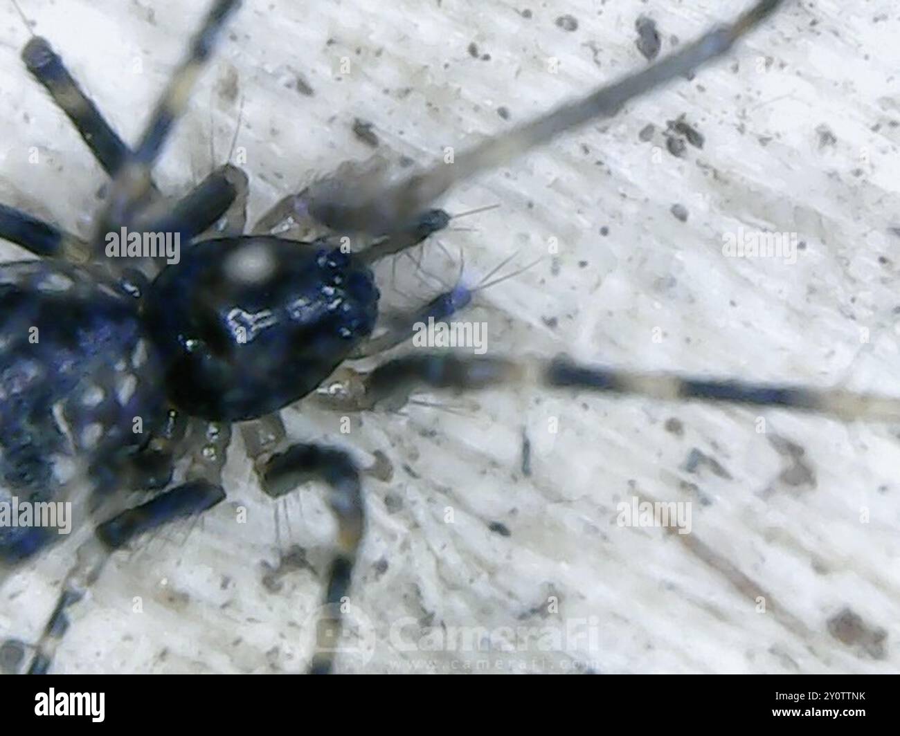 Typical Spiders (Araneomorphae) Arachnida Stock Photo - Alamy