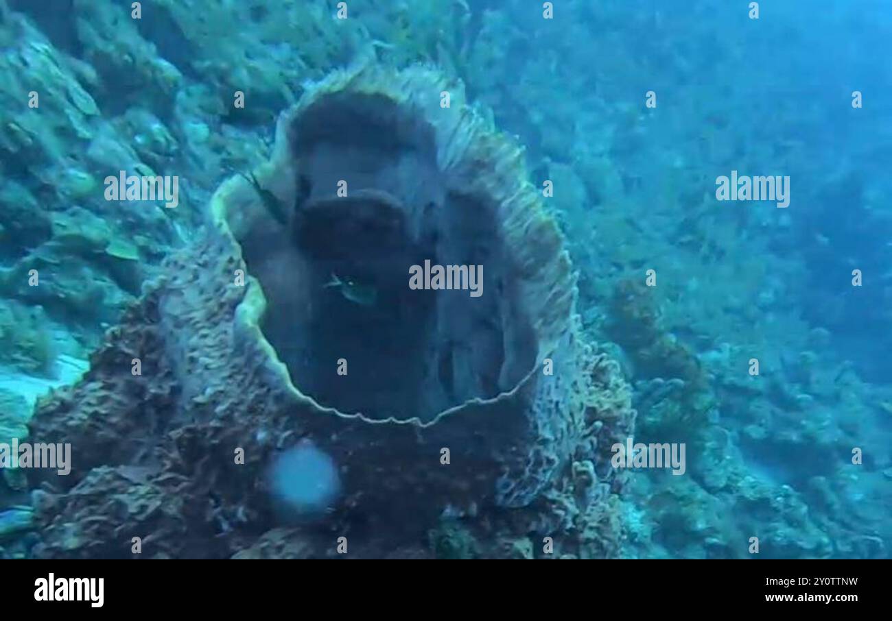 Brown Chromis (Azurina multilineata) Actinopterygii Stock Photo - Alamy